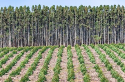 How Sustainable are Plantations vs Native Forests | EcoChoice