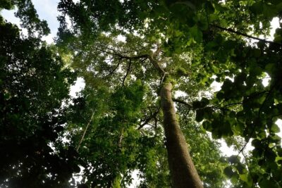 Guide to Iroko Tree and Timber | EcoChoice