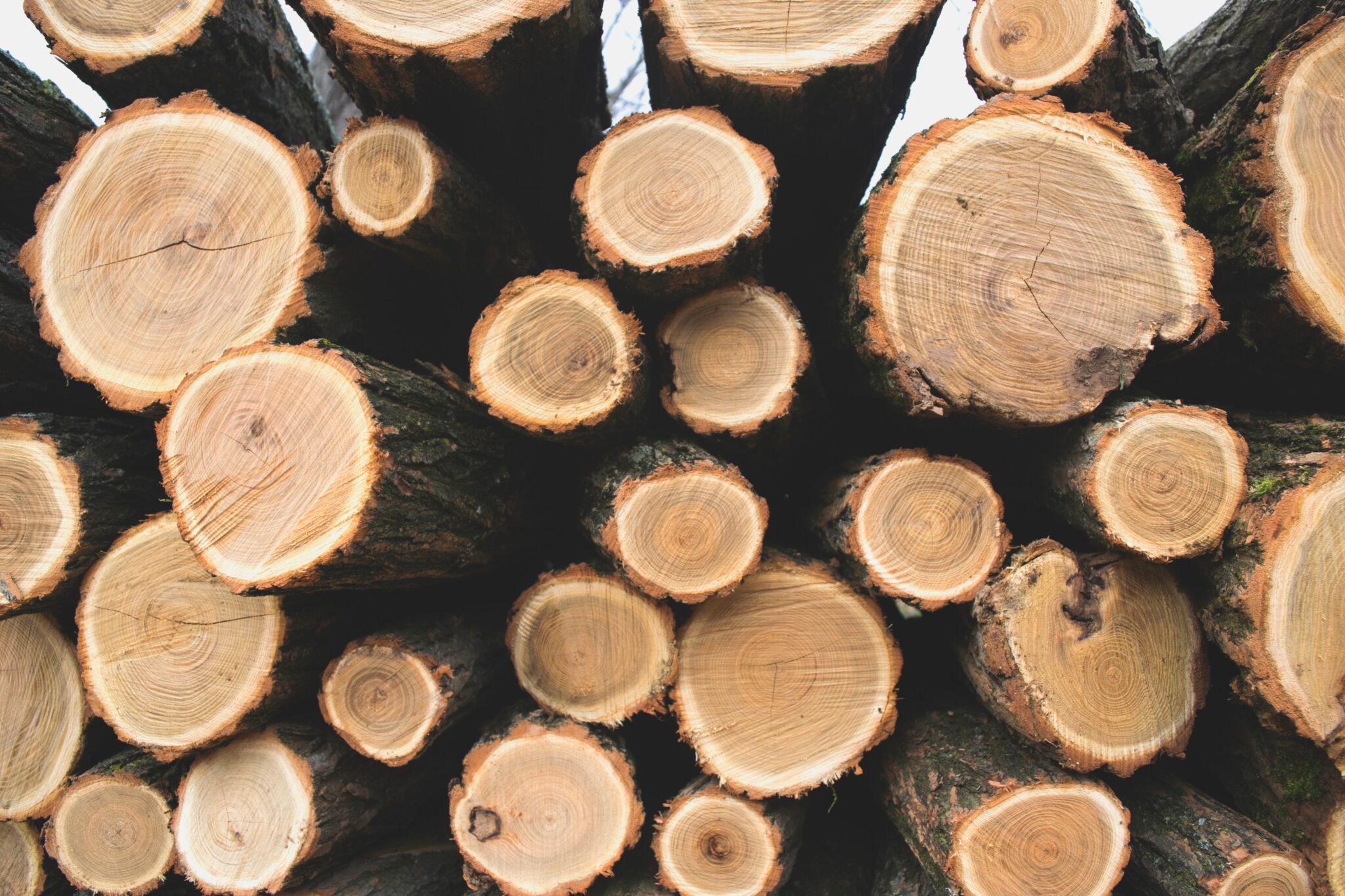 Sapwood Heartwood | Blog | EcoChoice