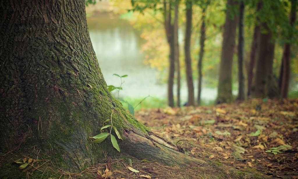 Planting Trees for Flood Prevention | Blog | EcoChoice