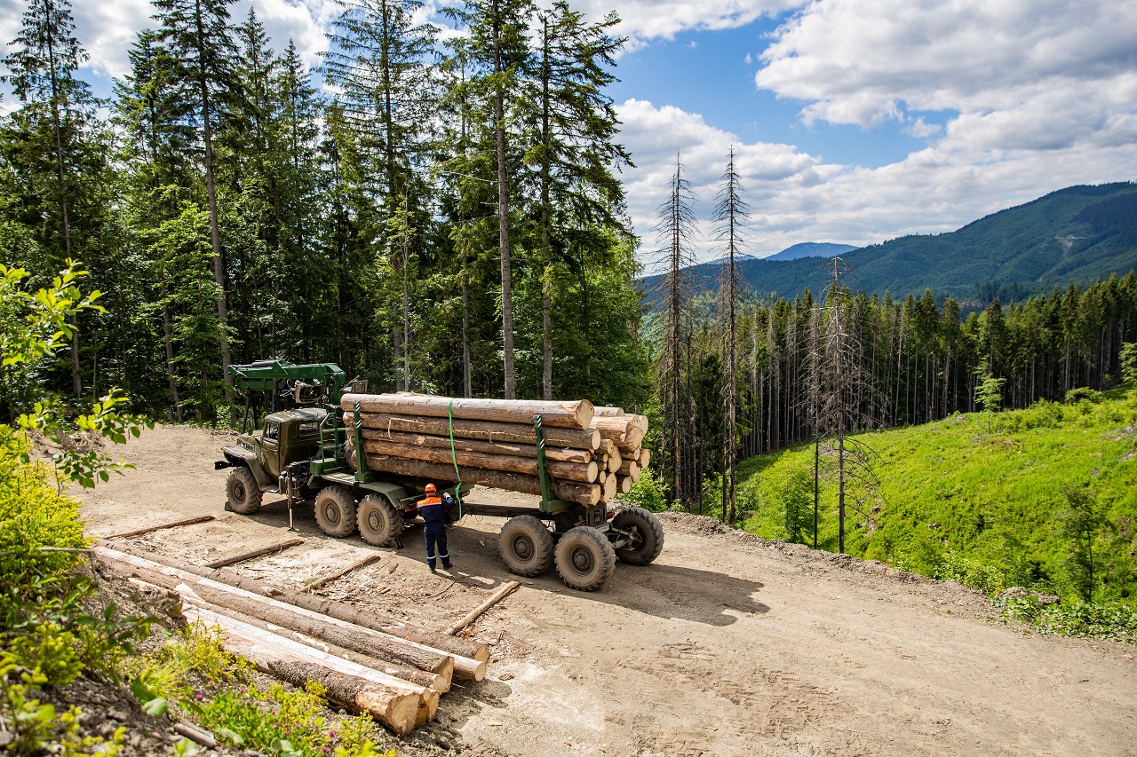 Tropical Timber Sustainability | EcoChoice