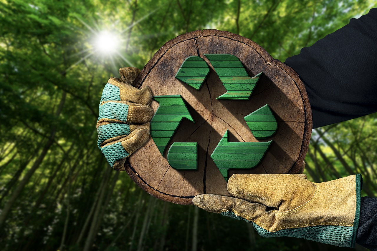 Why Construction Timber is so Sustainable | Ecochoice