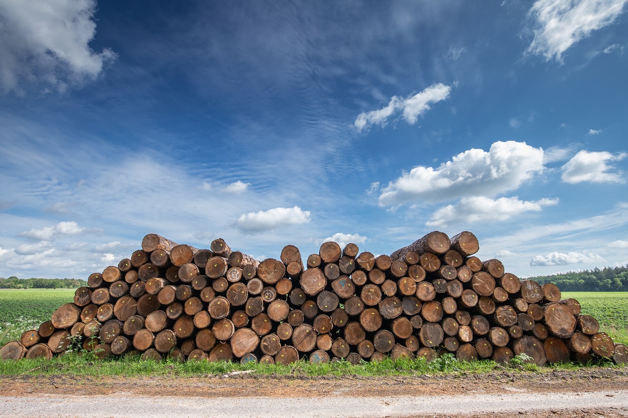 Timber Certification Benefits | Ecochoice