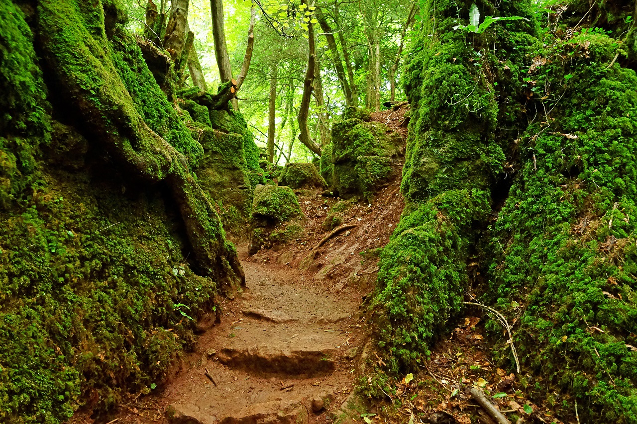 Our Favourite Forests to Visit | Ecochoice