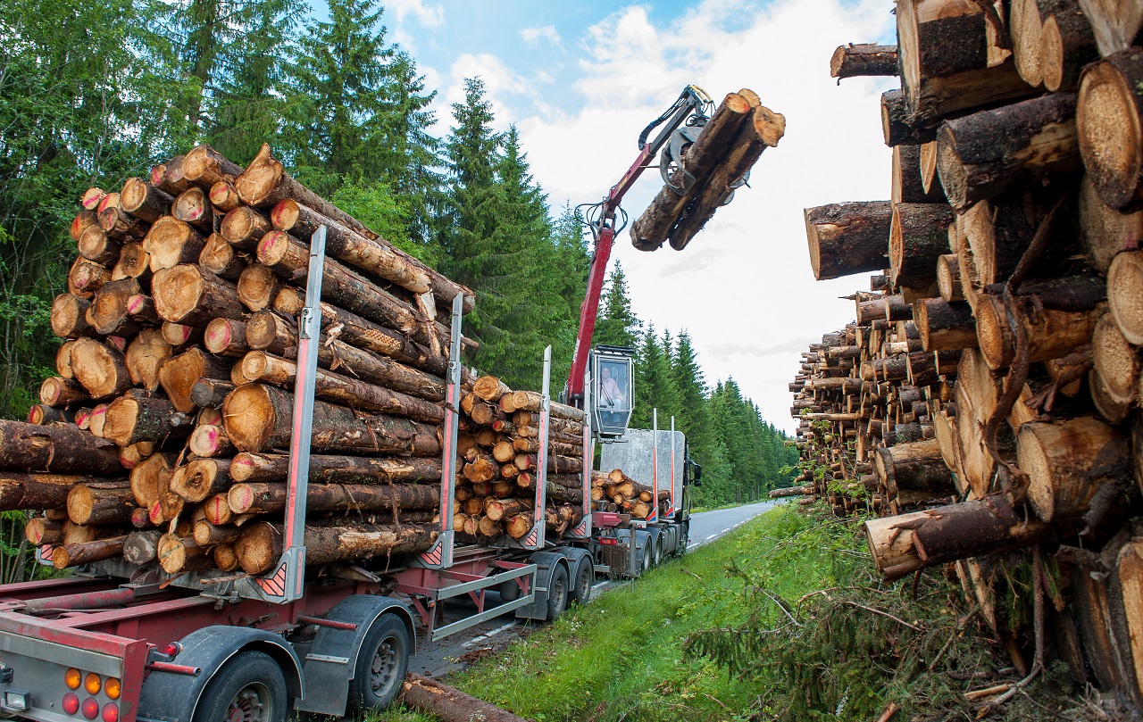 Learn How Timber is Processed | Ecochoice