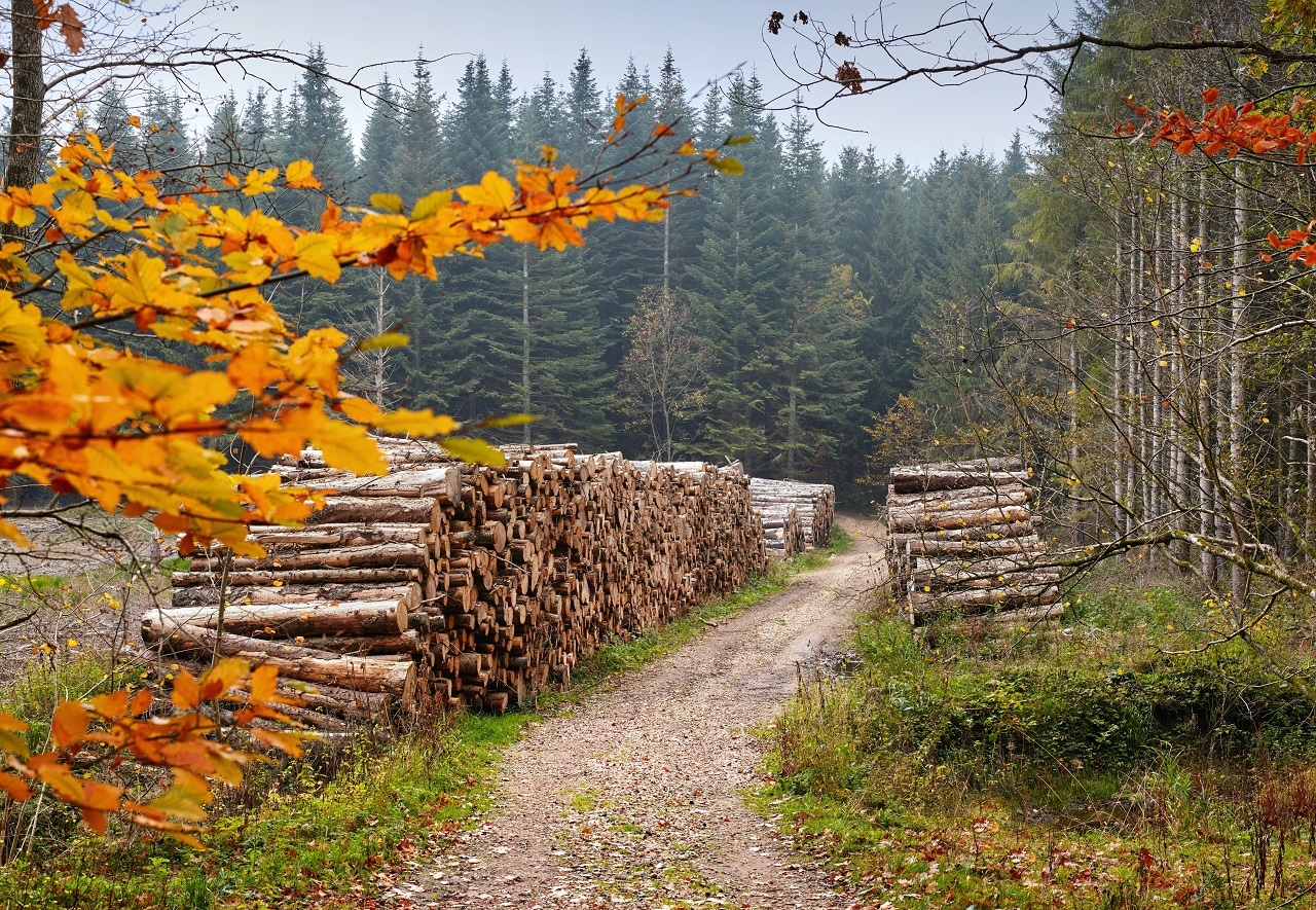 Autumn Sustainable Timber Community Update | Ecochoice