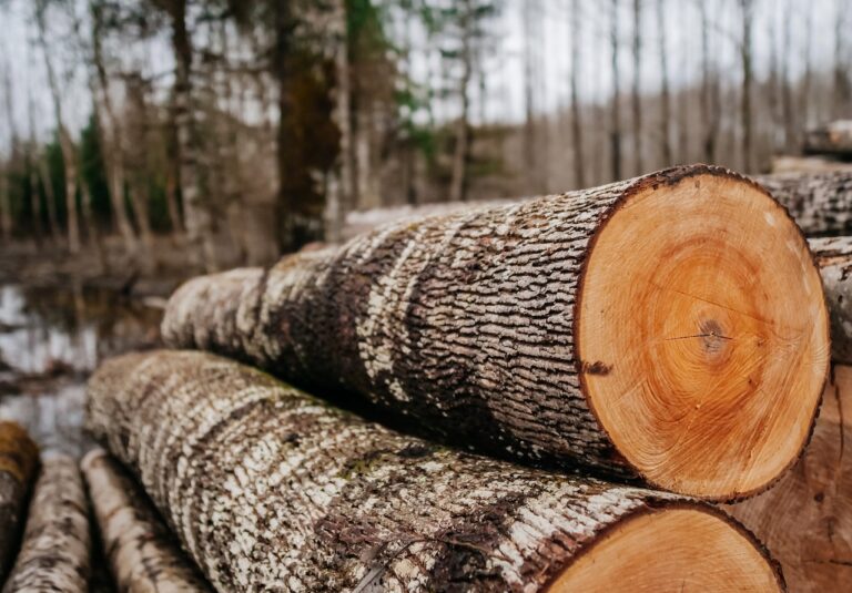 Top Timber Facts | Ecochoice