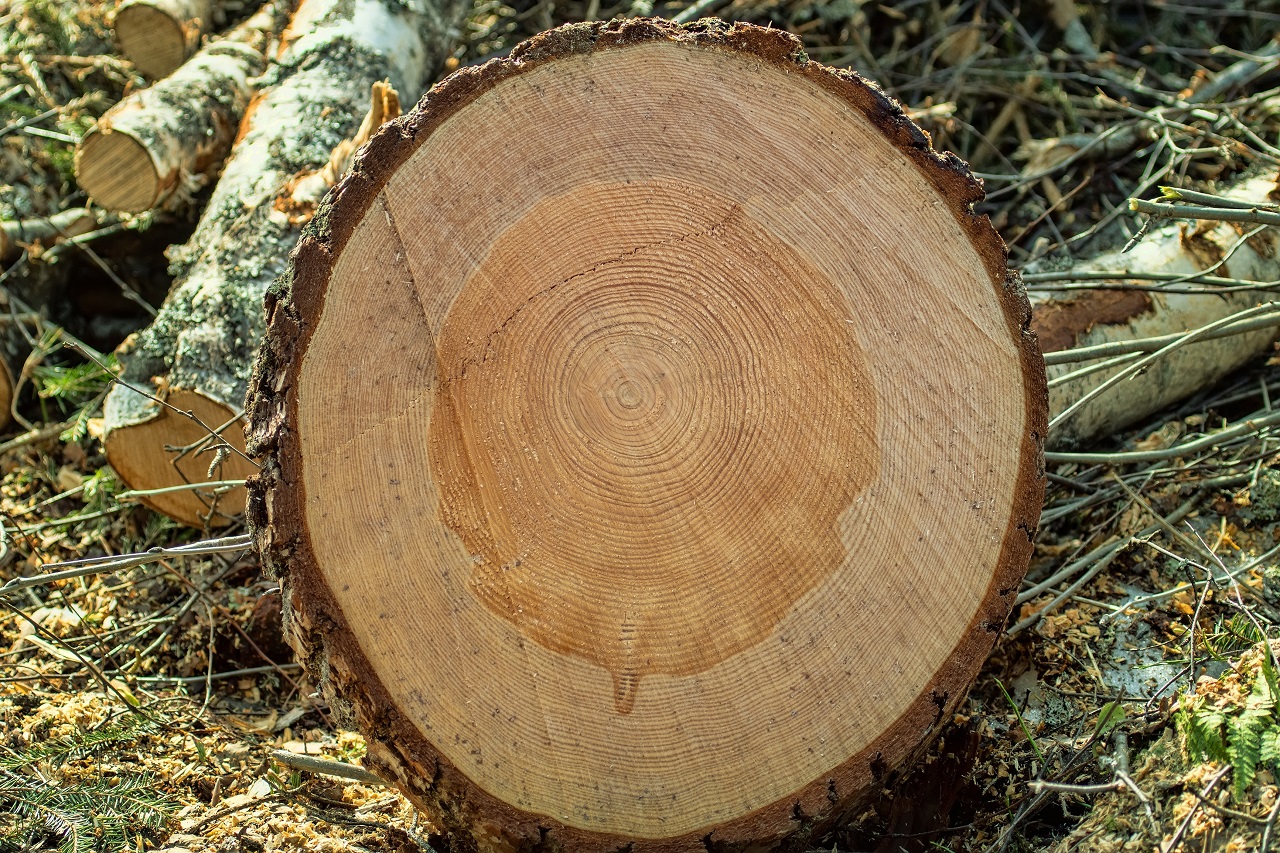 Heartwood vs Sapwood for Outdoor Use | Ecochoice