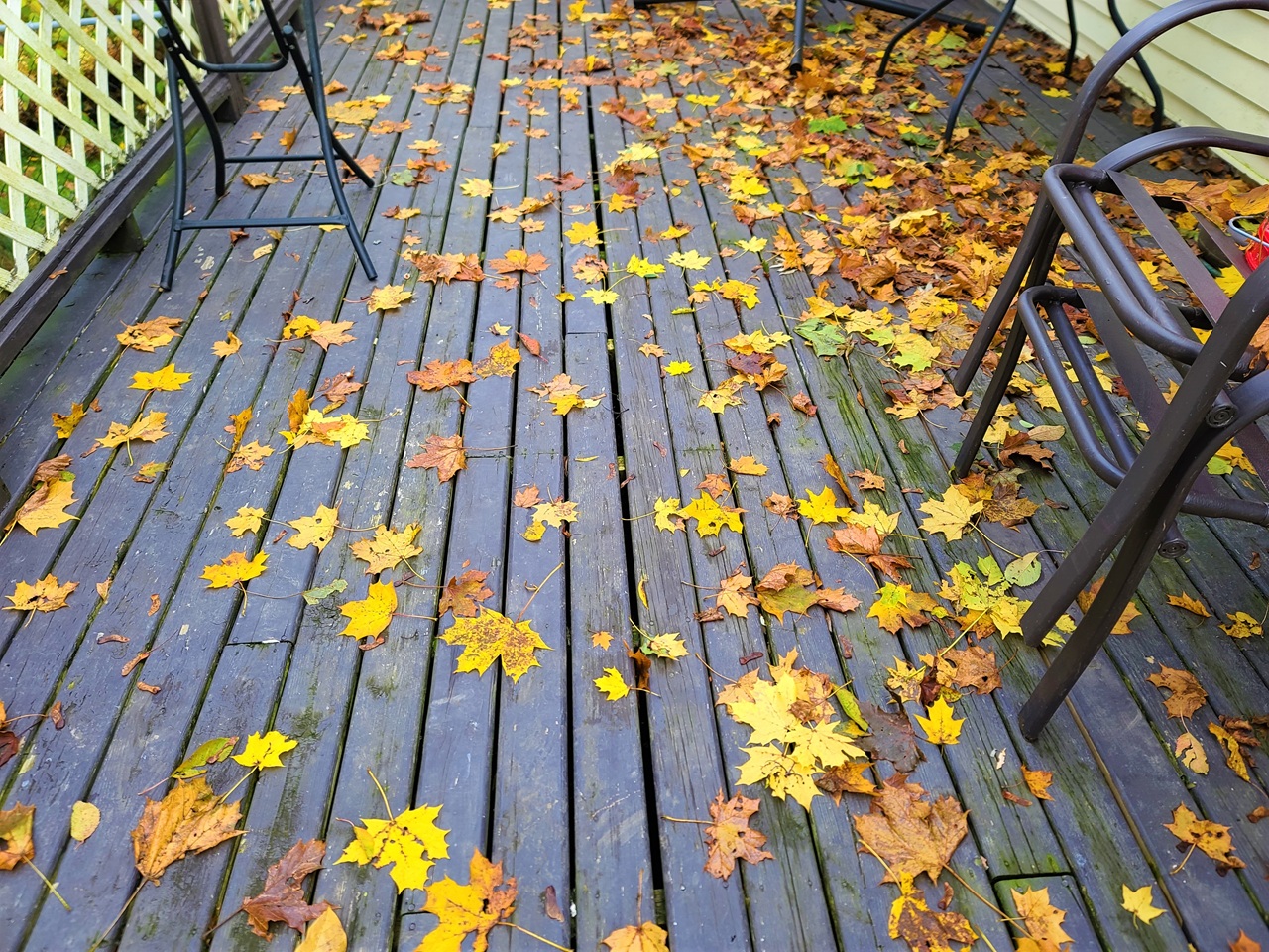 Stop your Decking from getting Slippery | Ecochoice